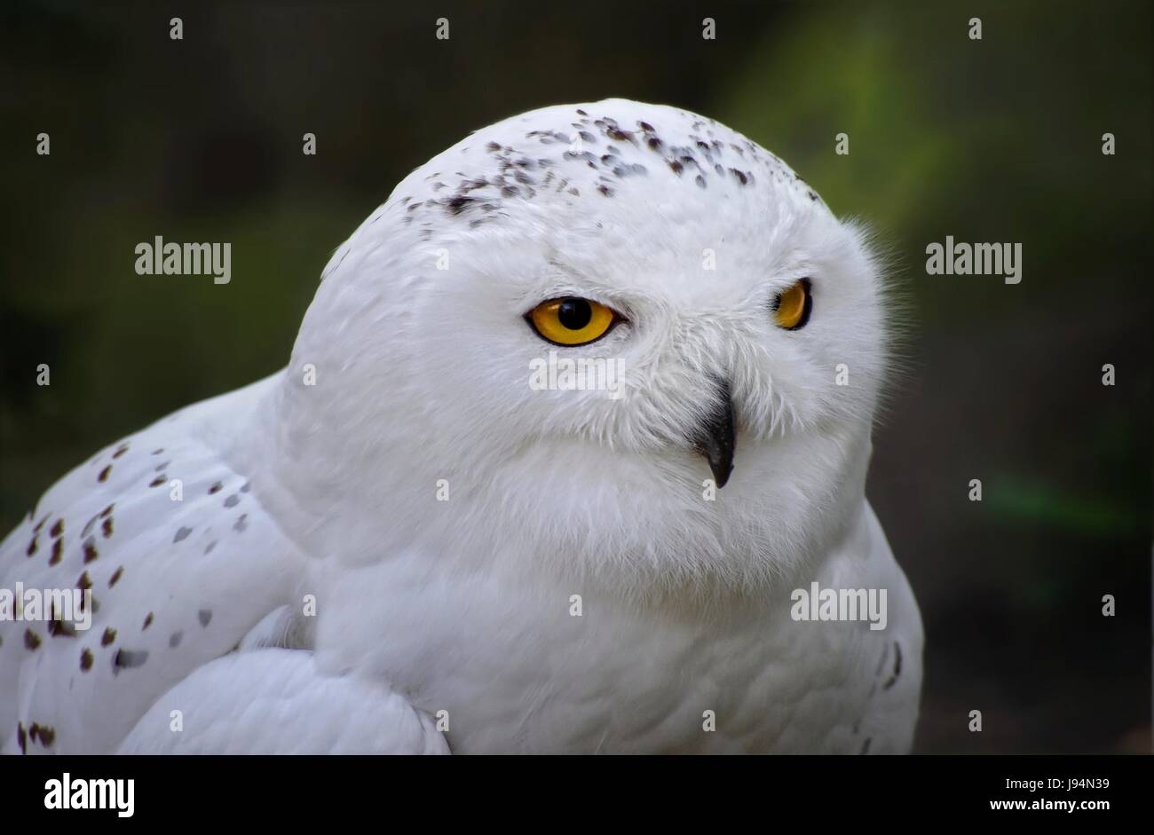 animal, bird, birds, eyes, birds of prey, raptor, owl, codger, amber ...