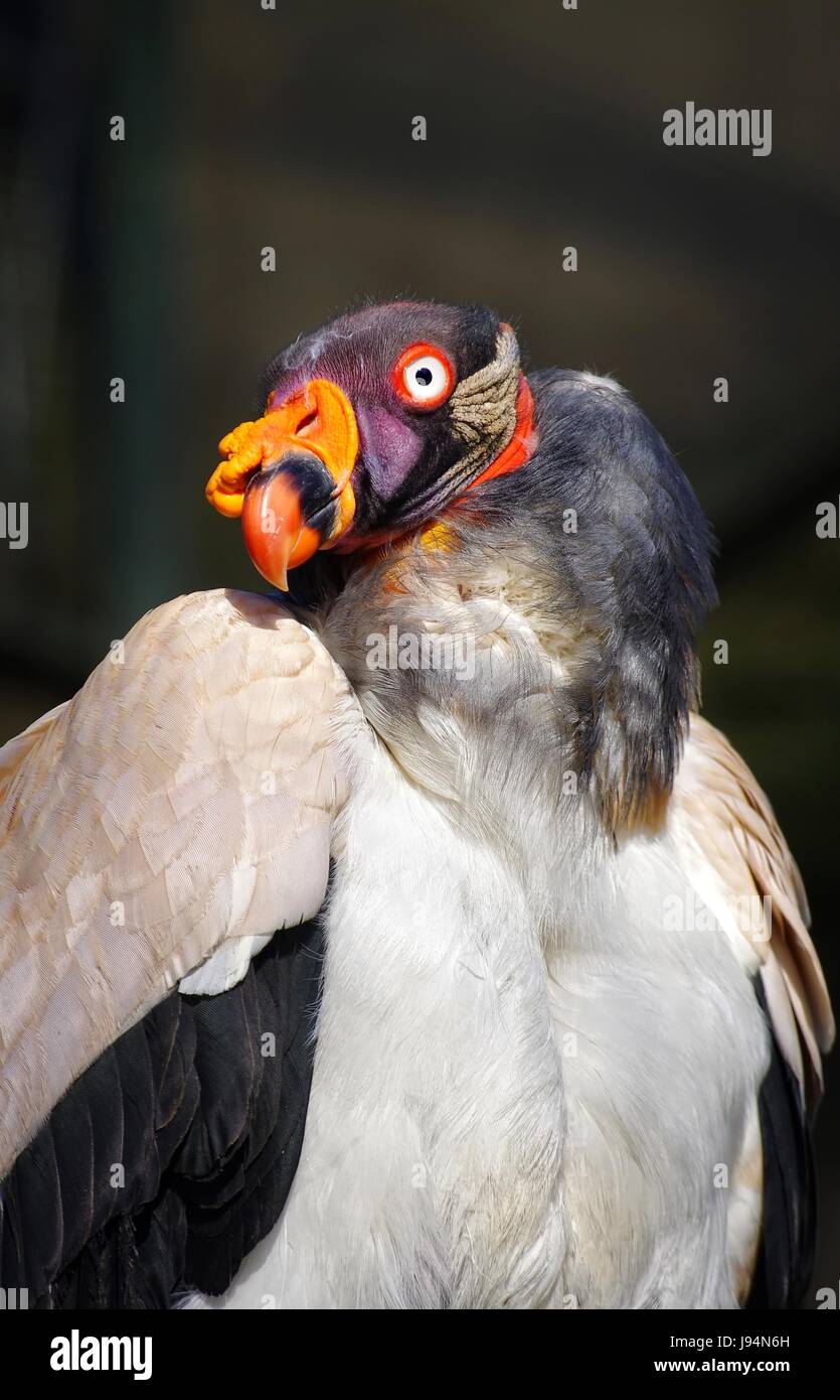 portrait of king vulture Stock Photo - Alamy