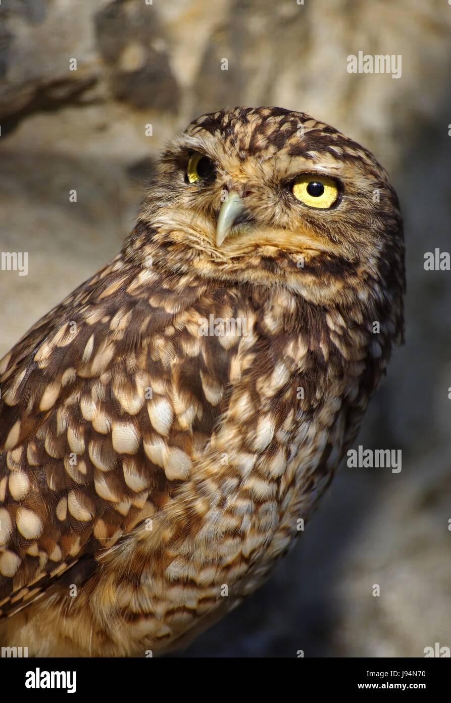 sport, sports, animal, bird, birds, falcon, raptor, birds of prey ...
