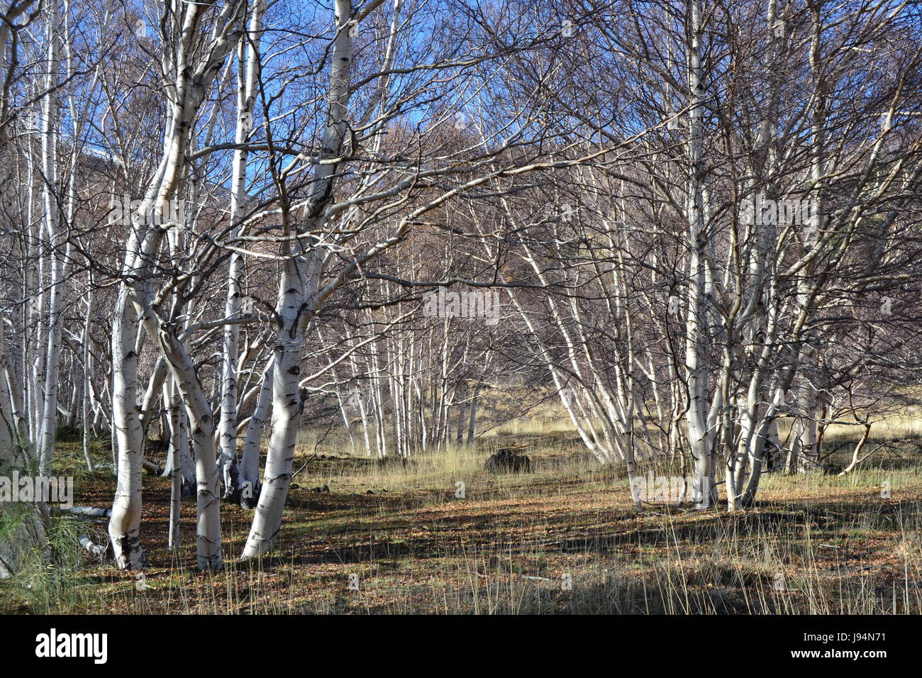 environment, enviroment, birch, beech, vegetation, mountain, vulcan ...