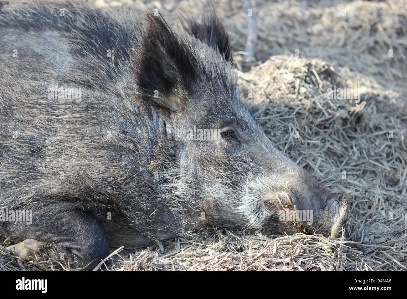 Wild boars teeth hi-res stock photography and images - Alamy