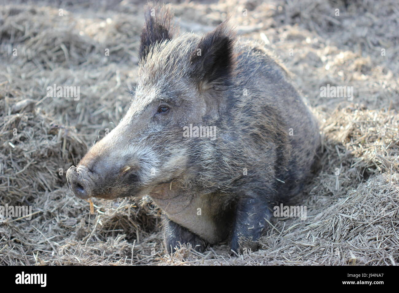 Wild boars teeth hi-res stock photography and images - Alamy