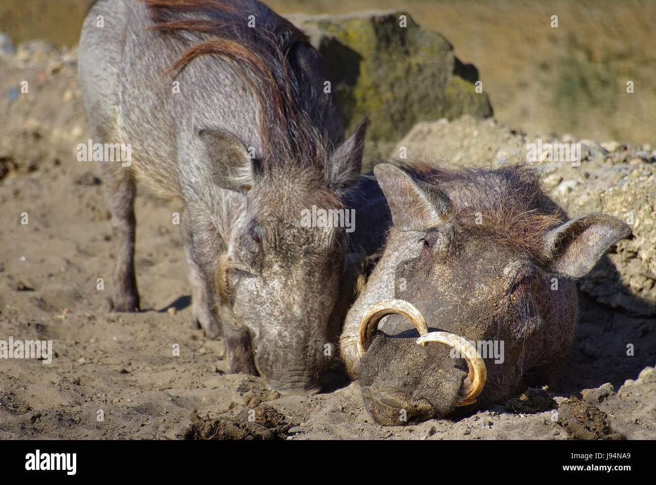 warthogs while relaxing Stock Photo - Alamy