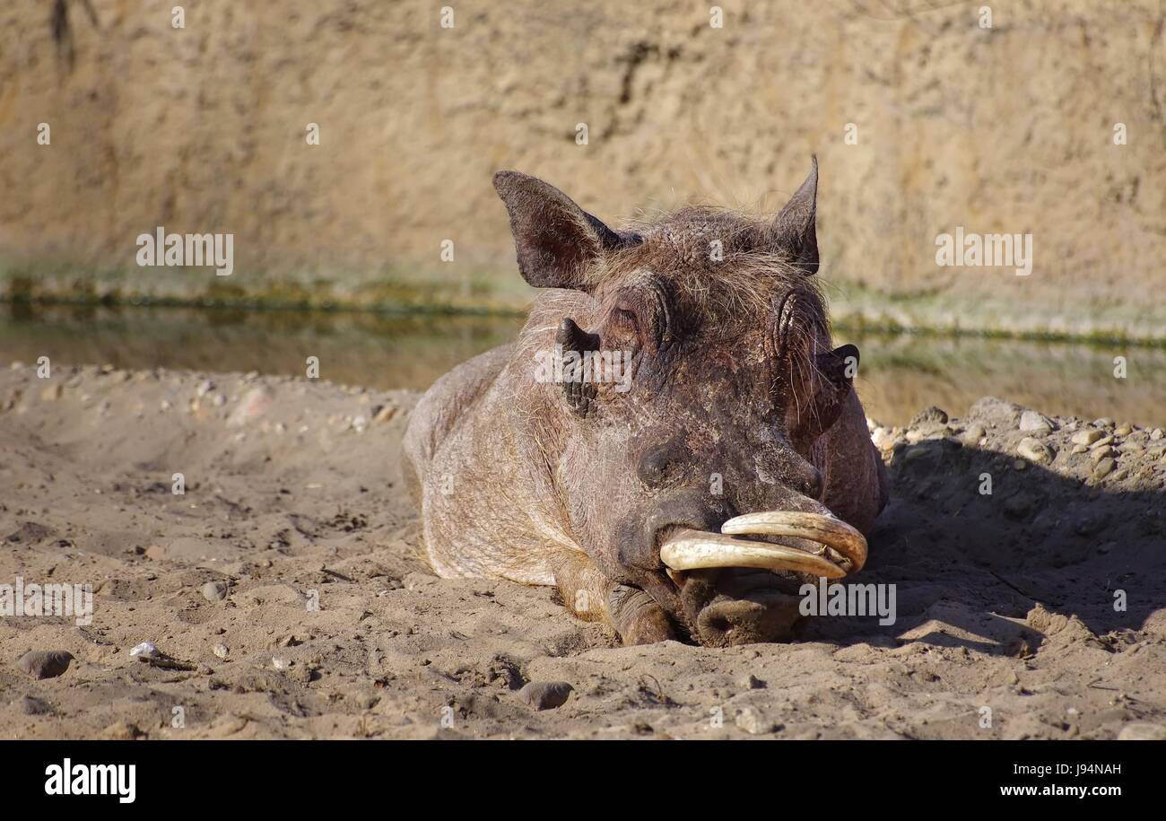 friendship, animal, africa, recuperation, warthog, love, in love, fell ...