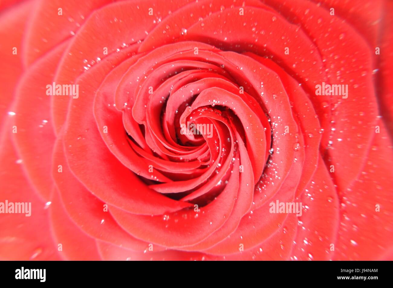 feeling, flower, plant, rose, bloom, blossom, flourish, flourishing ...