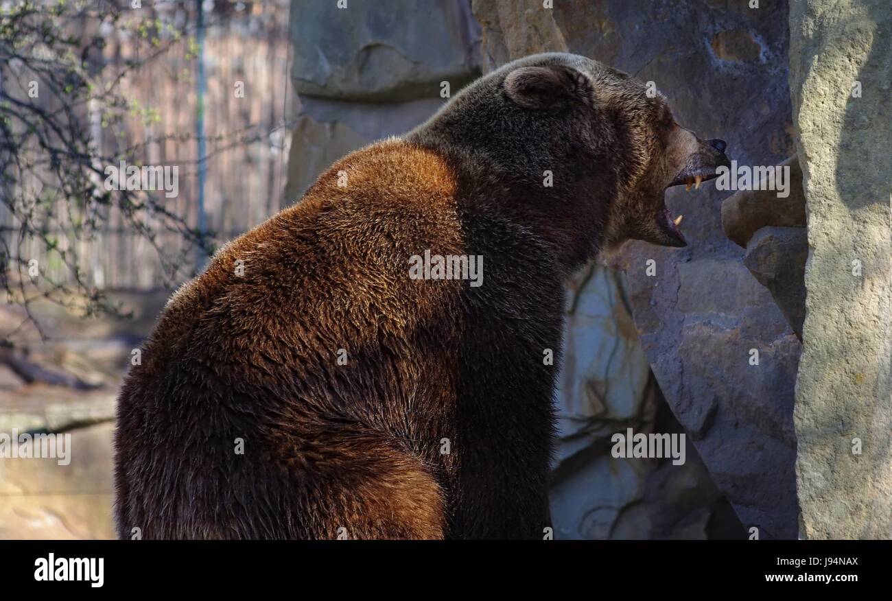 animal, bear, cave, skin, hiding-place, cry, macro, close-up, macro ...