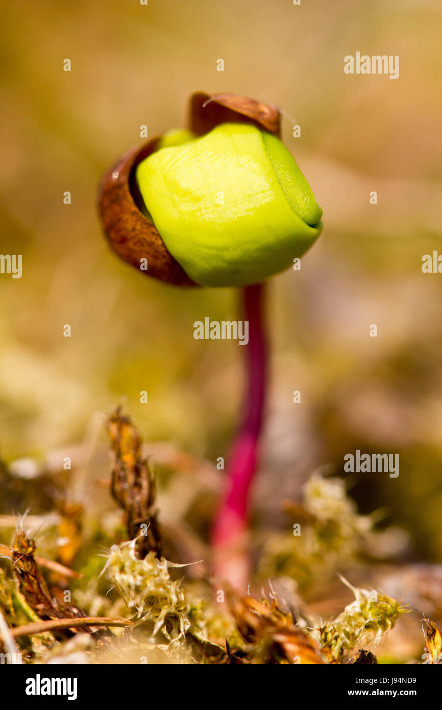 sprout - sprout Stock Photo - Alamy