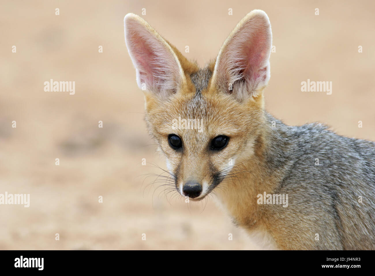 animal, mammal, portrait, eyes, ears, nose, fox, desert, wasteland ...