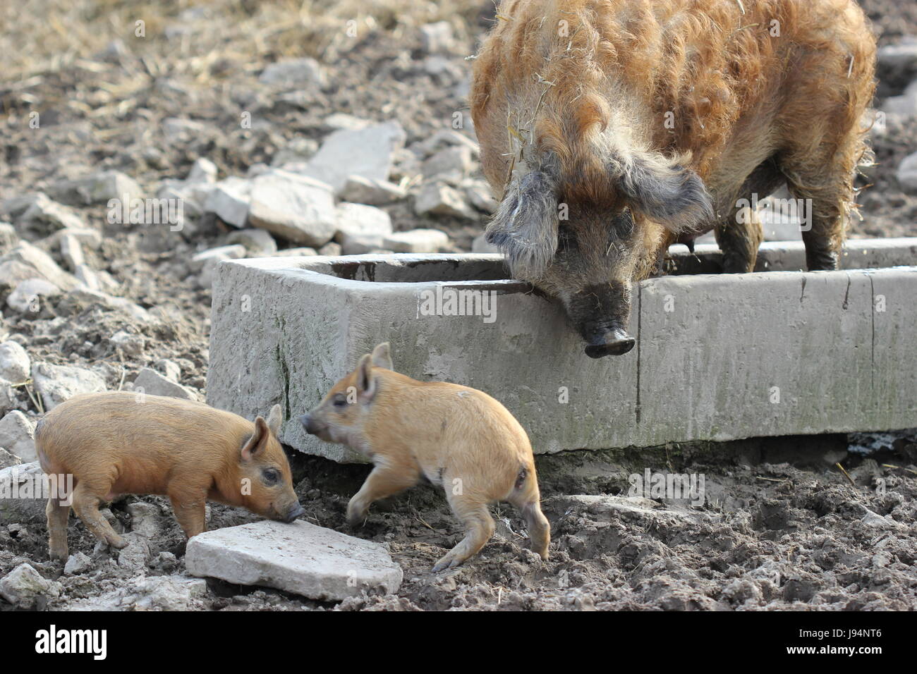 zoo, hairy, haired, mud, farm, hungary, piglet, bath tub, tub, bathtub ...