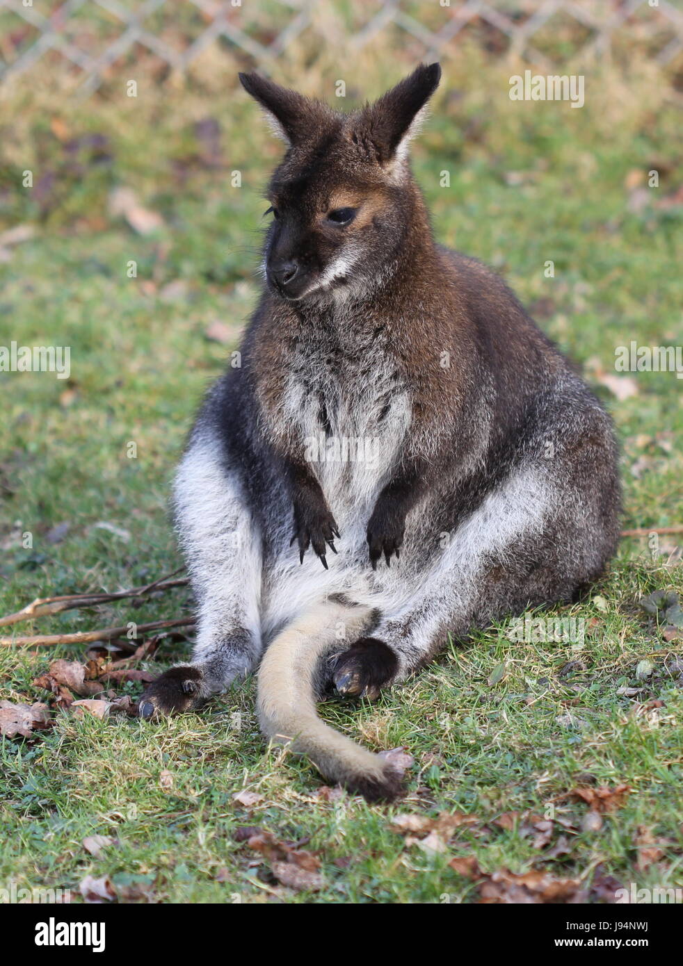 zoo, australia, tired, kangaroo, fence, fence in, fencing, dormant ...