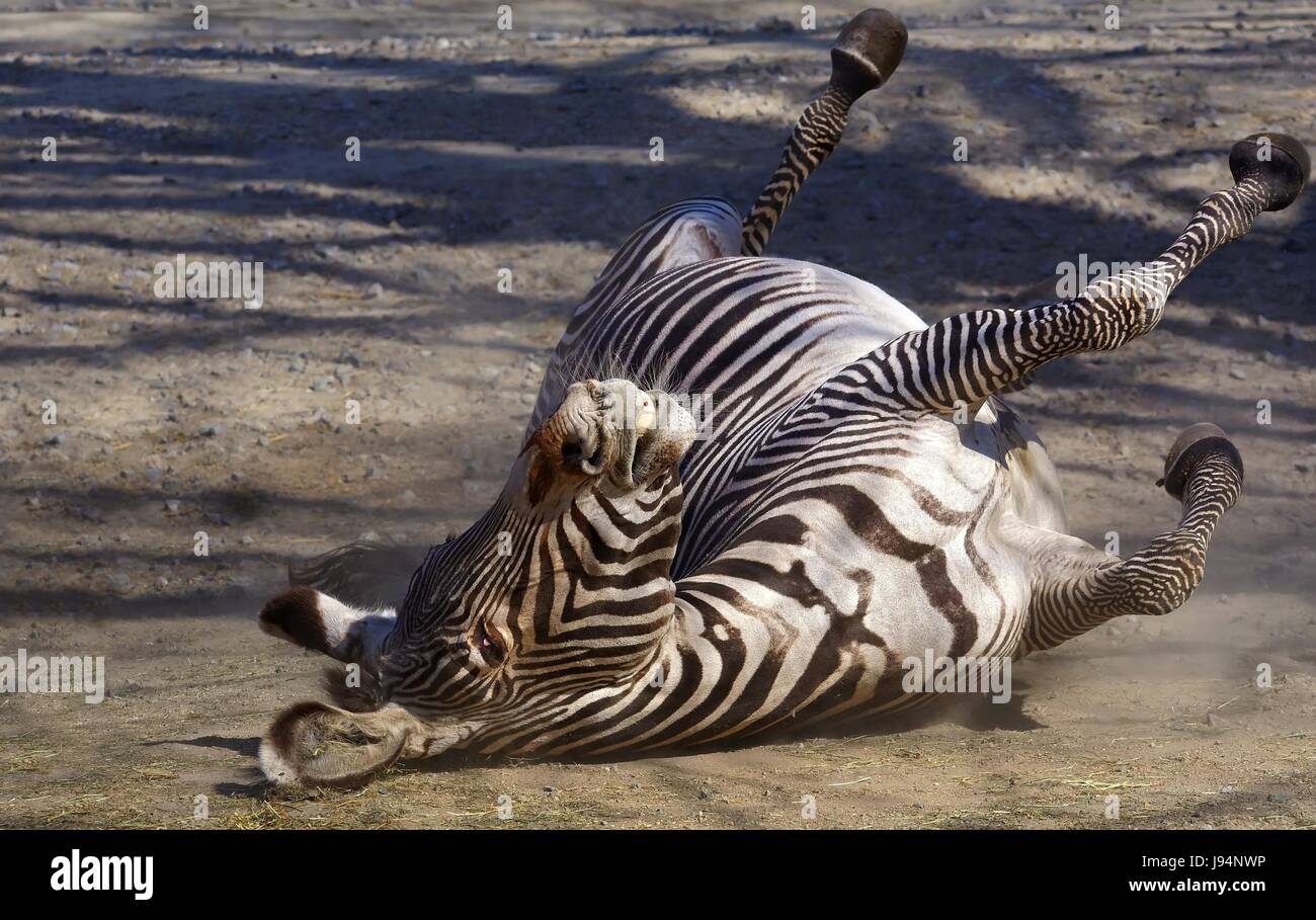 Zebra looking back hi-res stock photography and images - Alamy