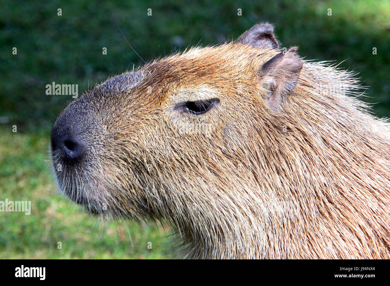 american, animal, mammal, portrait, rodent, south america, female ...