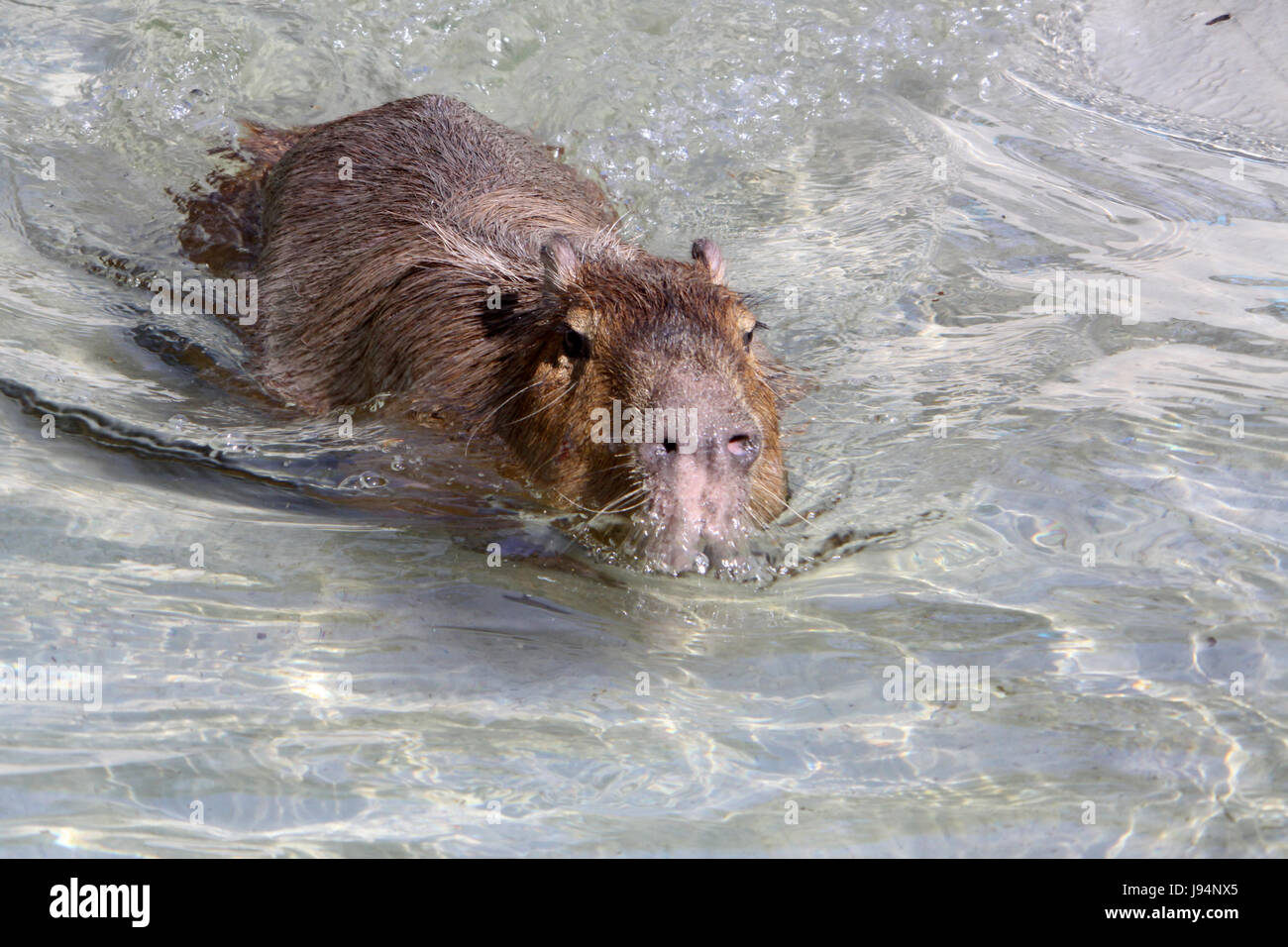 american, animal, mammal, portrait, rodent, south america, female ...