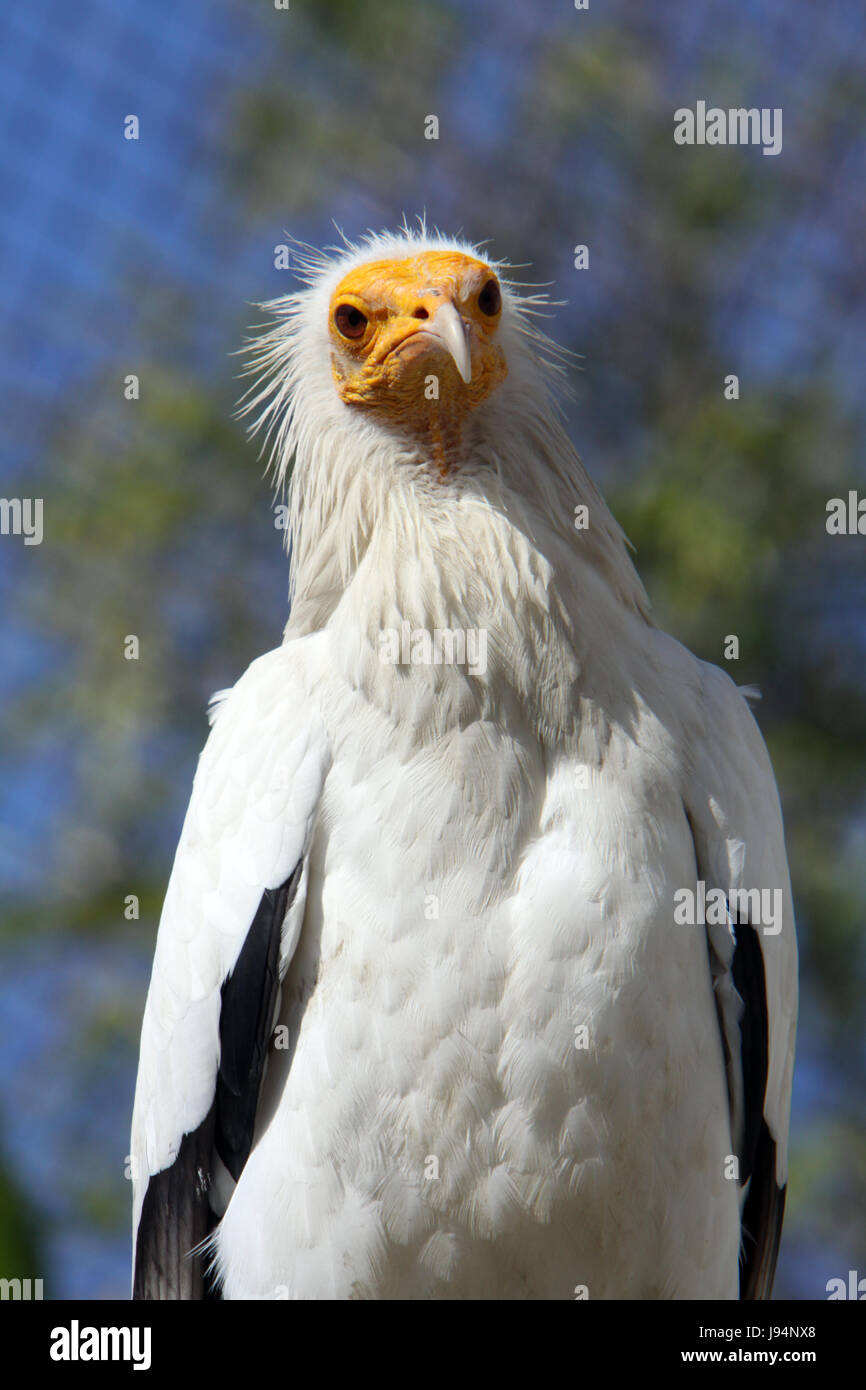 Egyptian vulture beak hi-res stock photography and images - Alamy