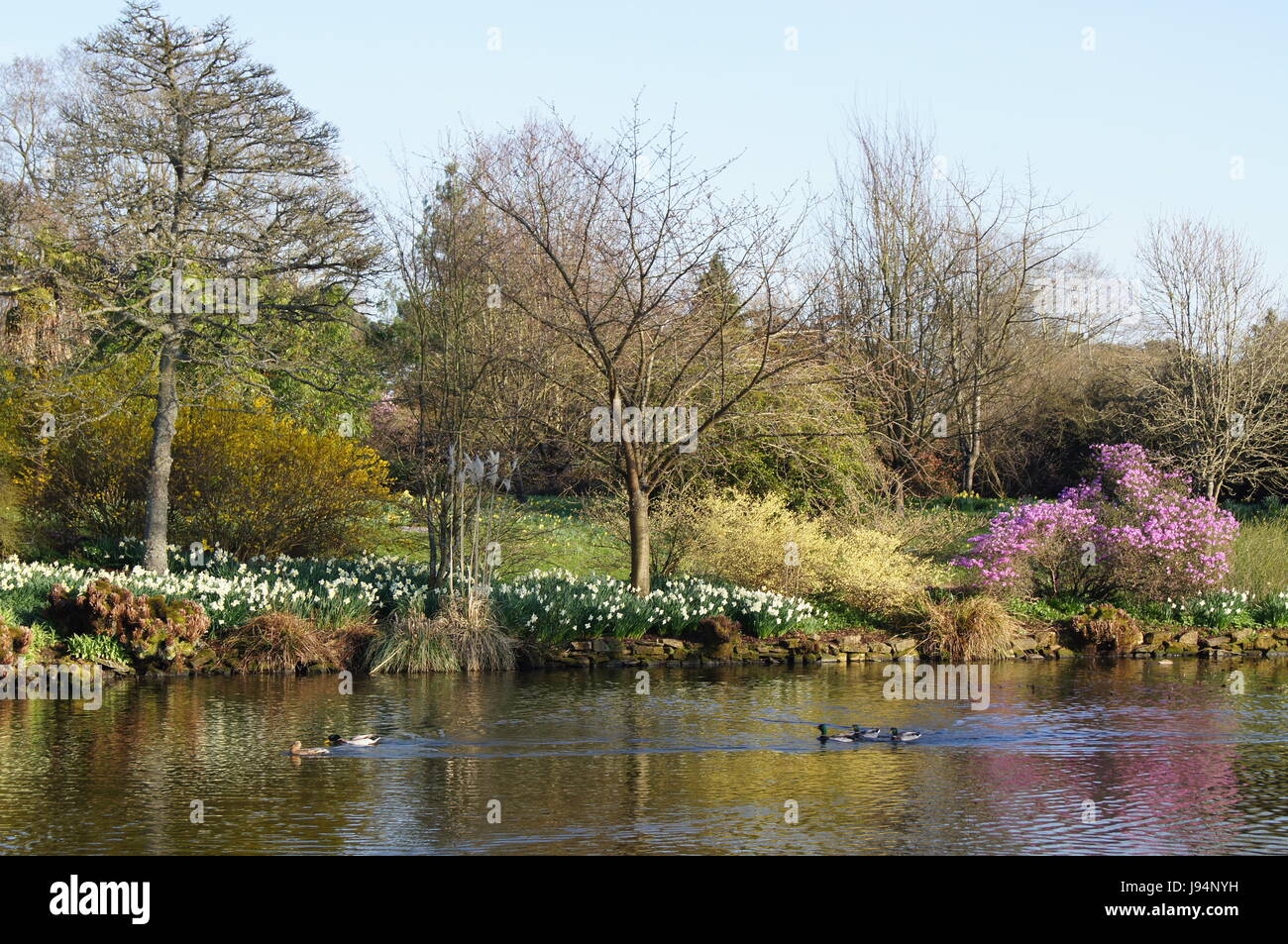 garden, reflection, spring, sight, view, outlook, perspective, vista ...