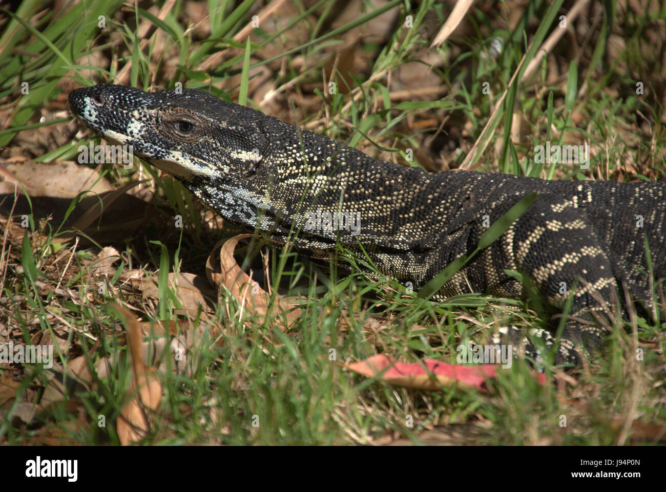 guana portrait in the grass Stock Photo - Alamy