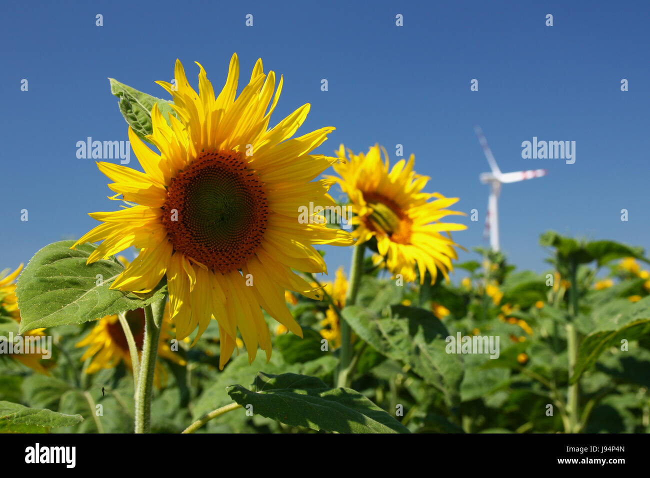 economical, energy, power, electricity, electric power, flower ...