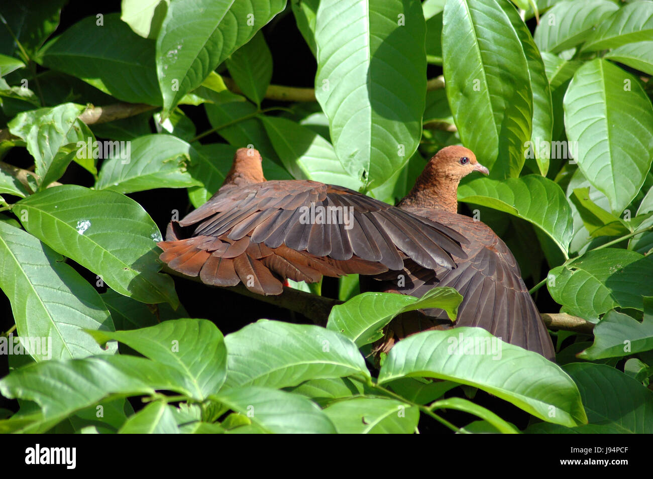 Feather Trees With Leaves