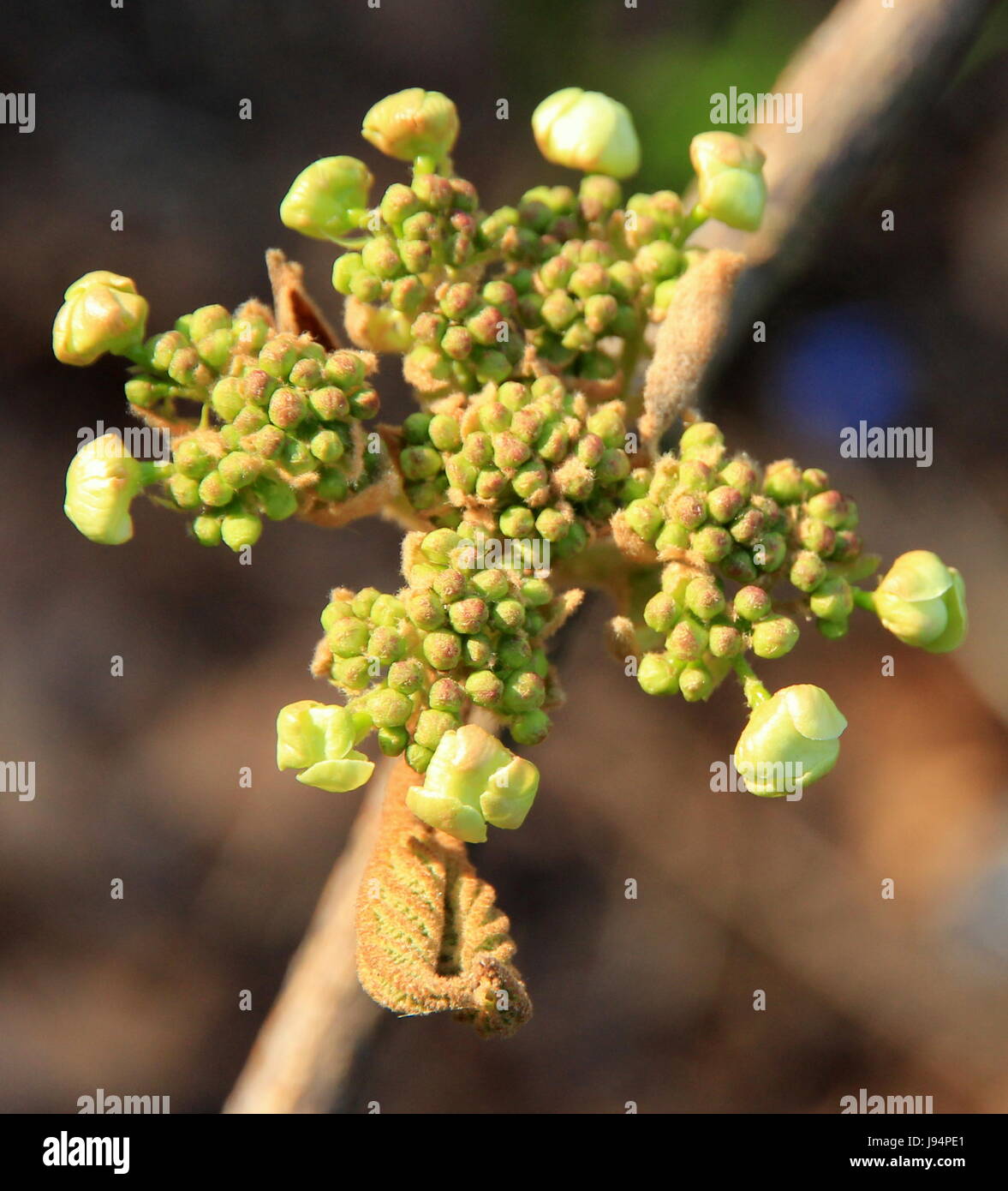 tree, bloom, blossom, flourish, flourishing, spring, branch, bud ...