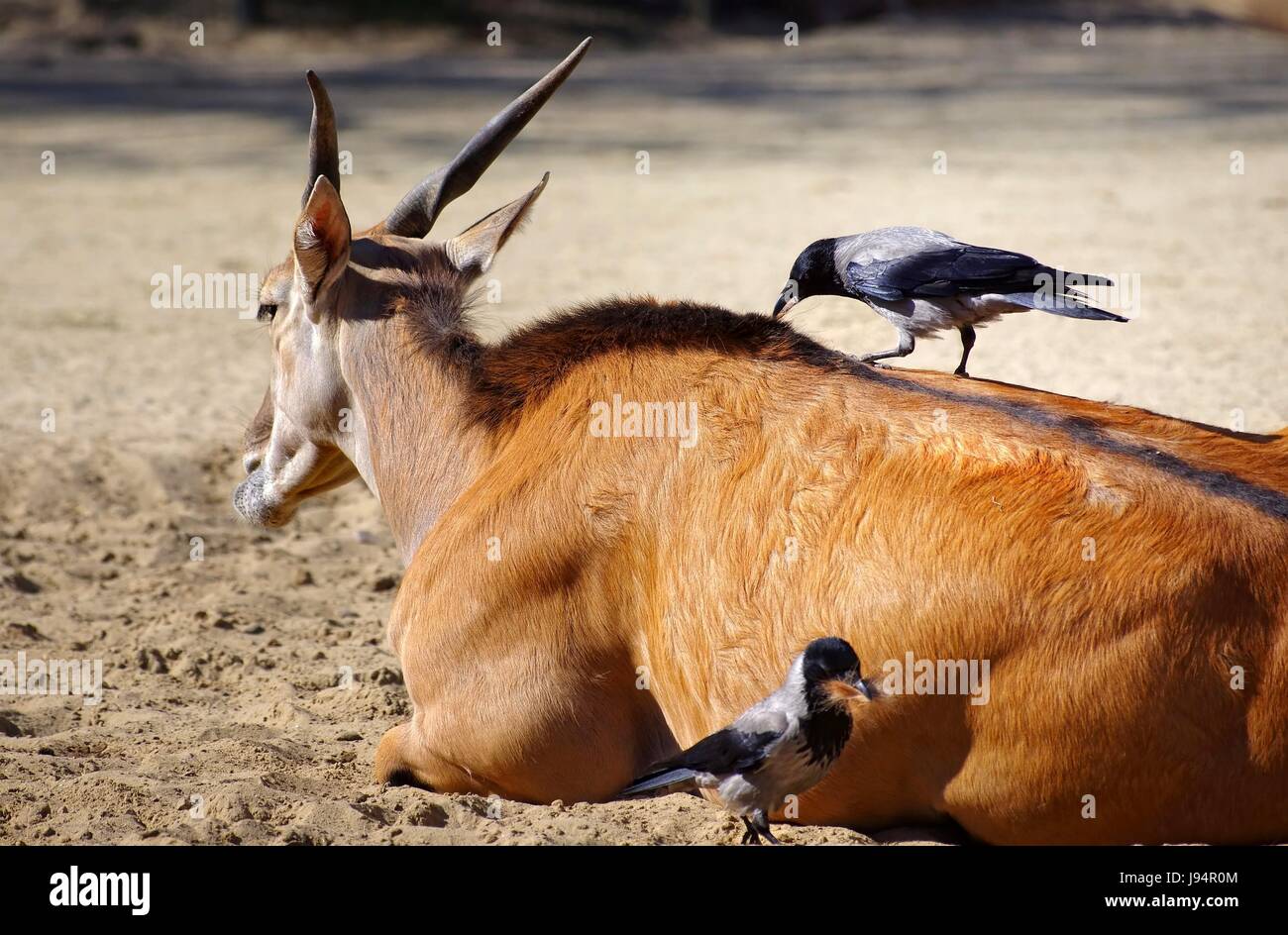 animal, bird, birds, nest, cow, livestock, bovine, build, relaxation ...