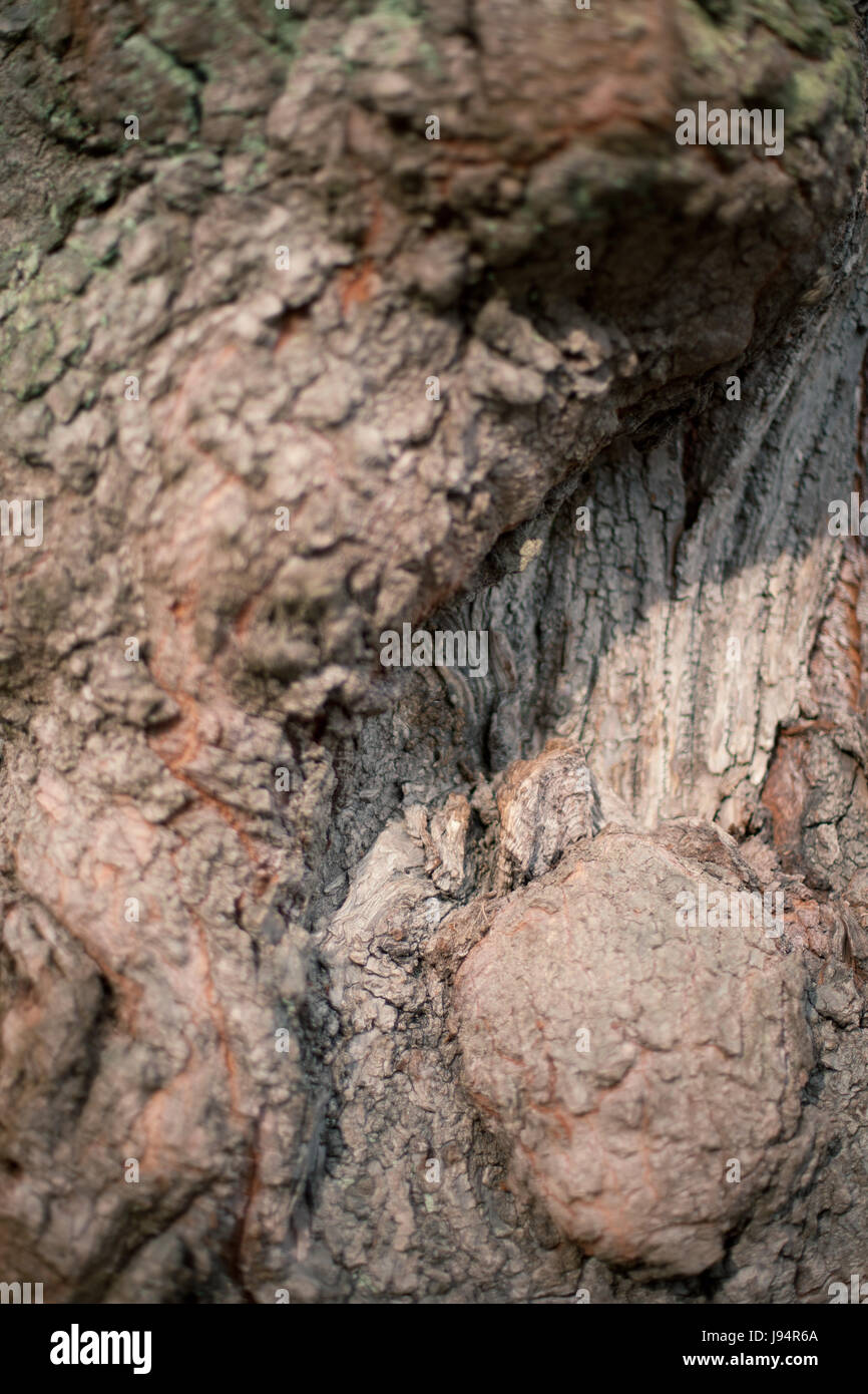 tree, trees, wood, bark, backdrop, background, tree, trees, wood, bark ...