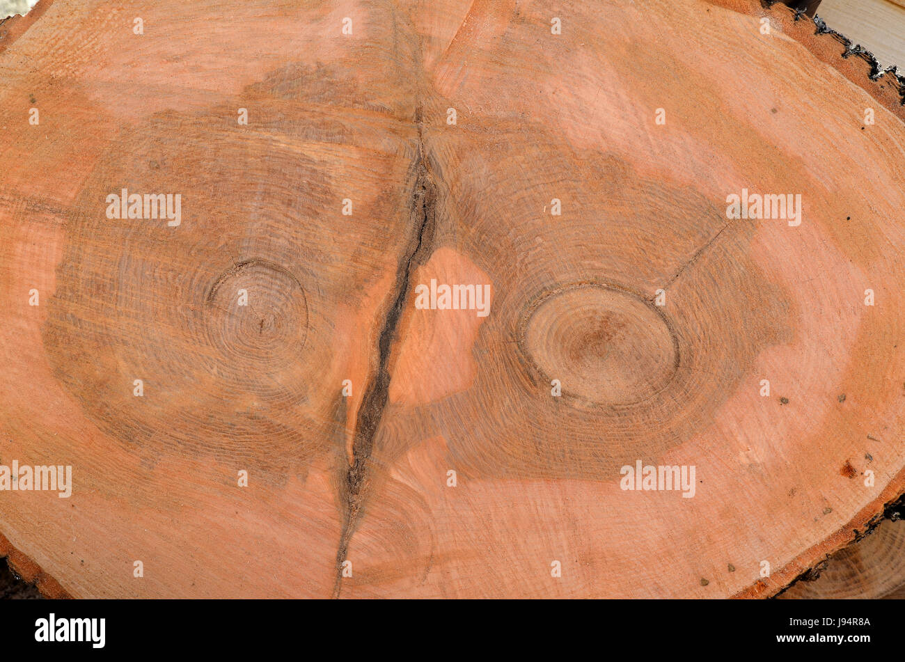 wood, deciduous wood, ash, strength, force, chop, tree, wood, deciduous ...