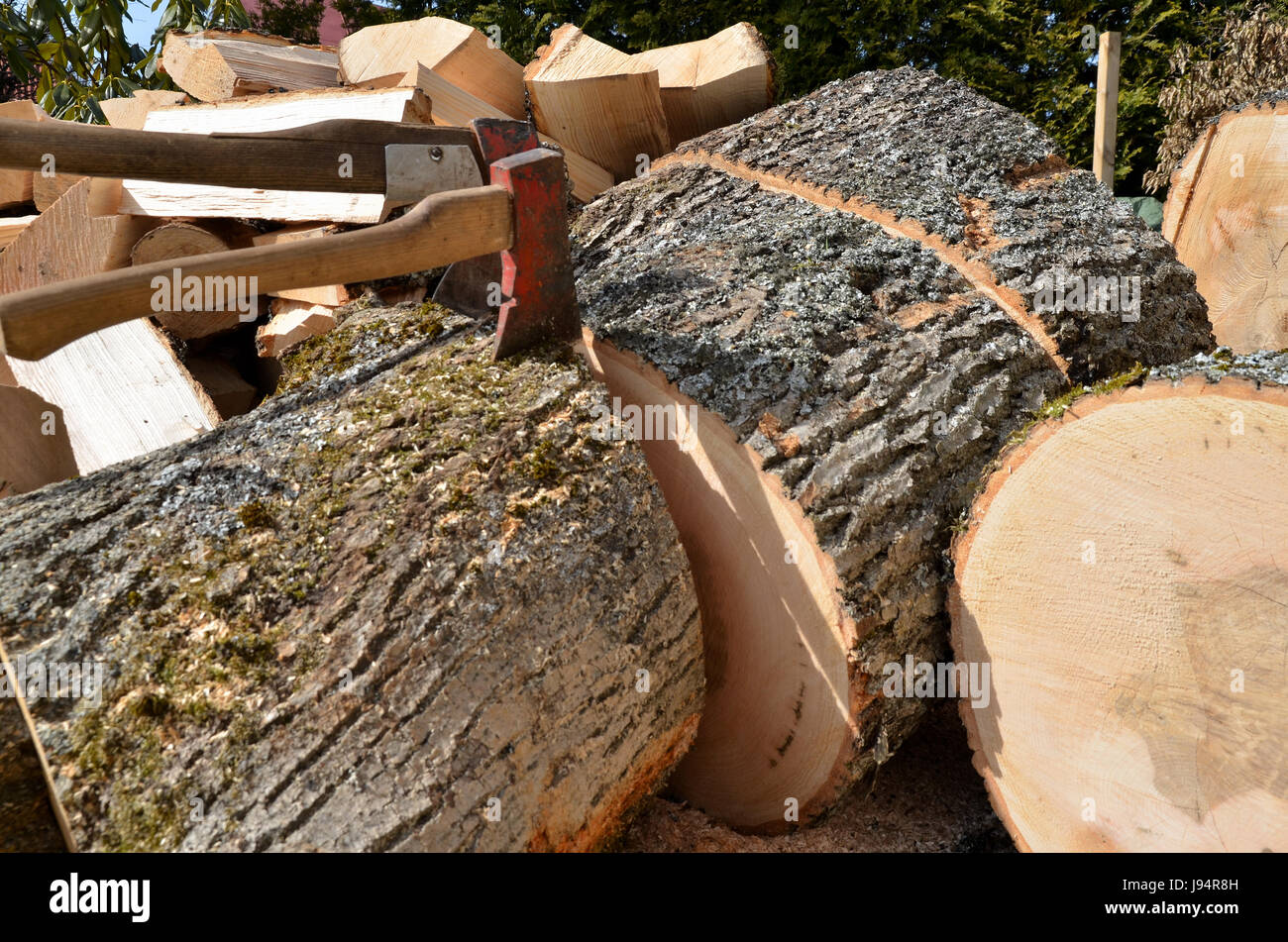 wood, deciduous wood, ash, strength, force, chop, tree, wood, deciduous ...