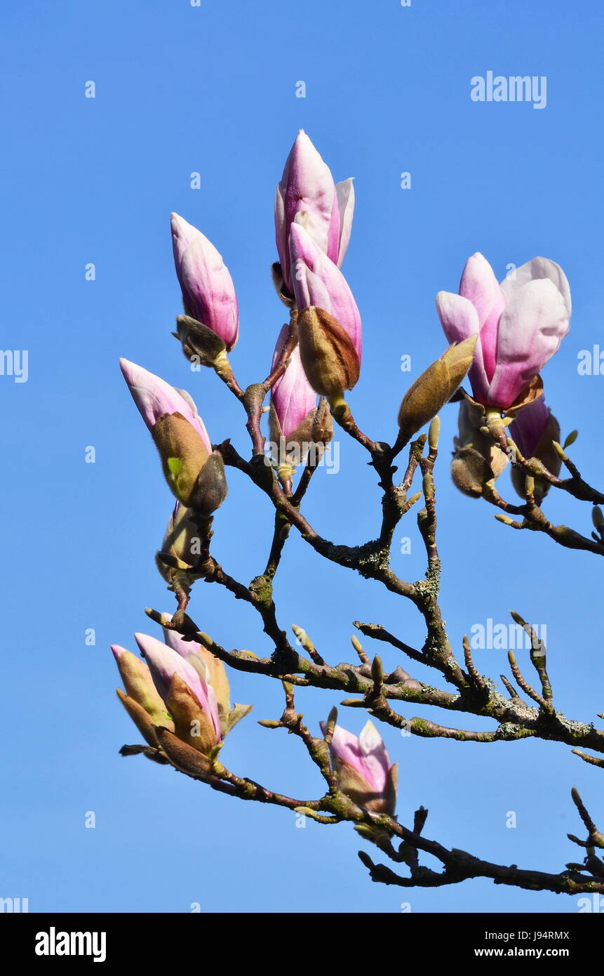 tree, flower, plant, bloom, blossom, flourish, flourishing, blossoms ...