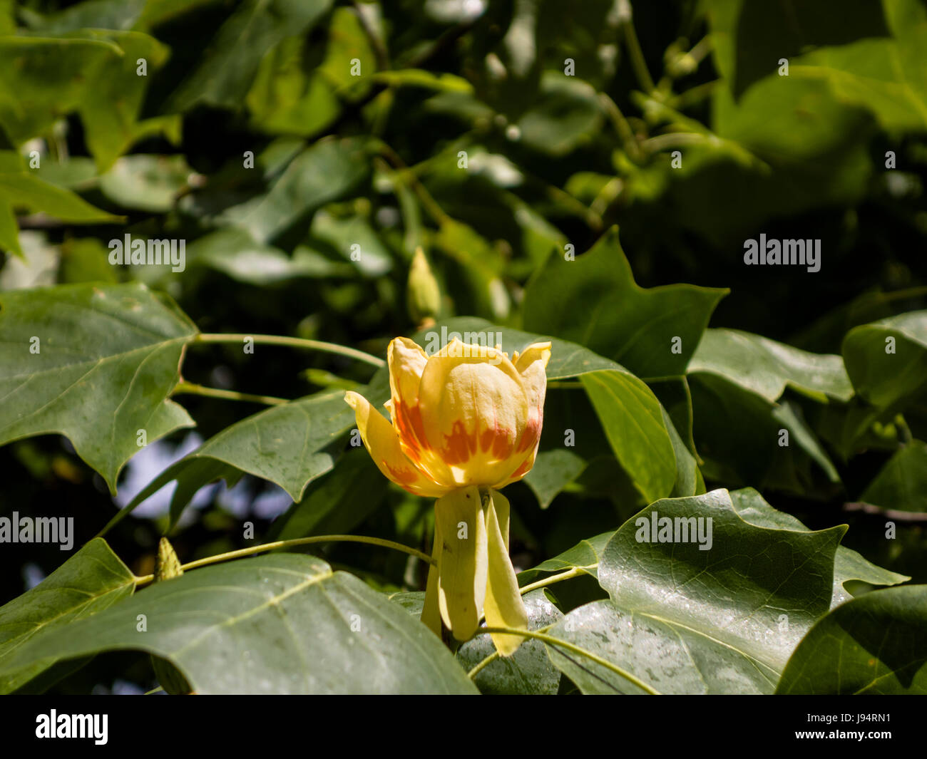 Tulip tree blossom Stock Photo - Alamy
