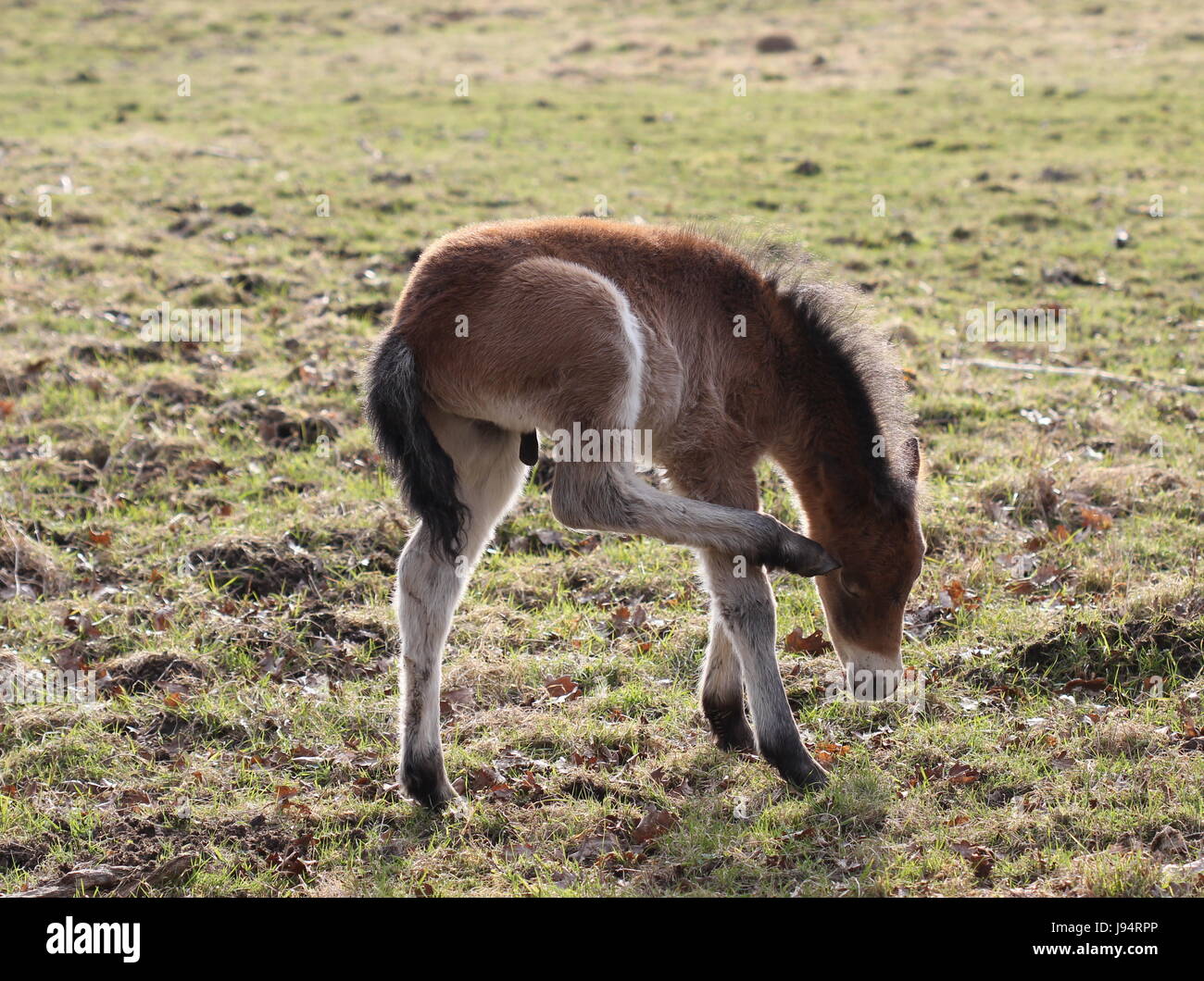 Exmoorpony hi-res stock photography and images - Alamy