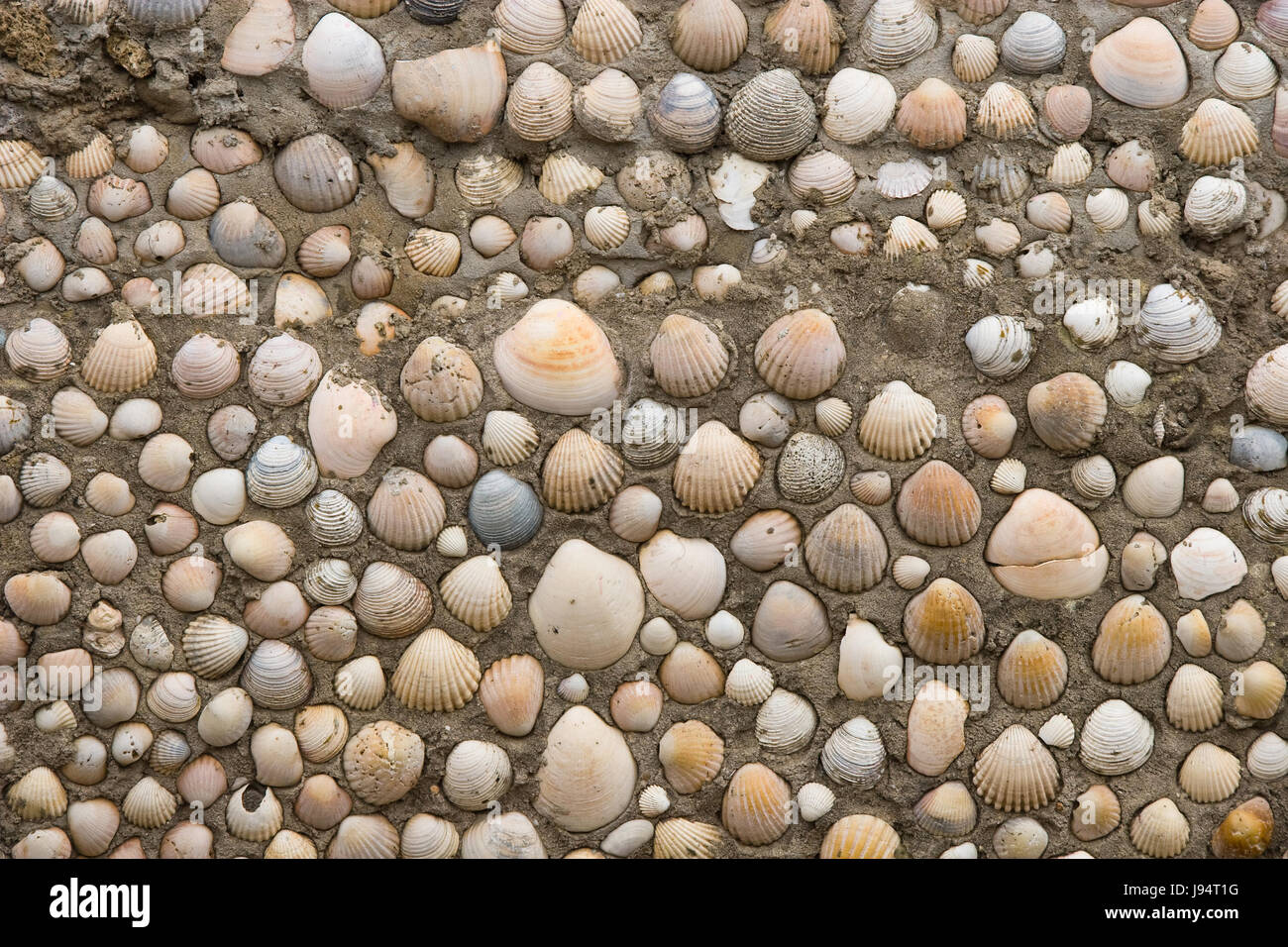 arrangement, object, colour, stone, shell, look, glancing, see, view ...