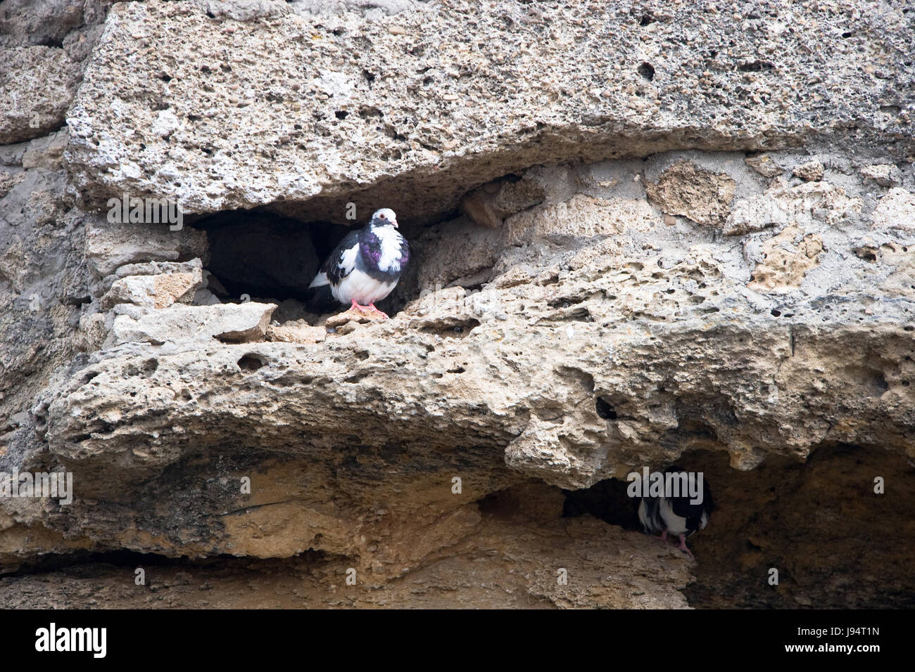 object, colour, stone, bird, look, glancing, see, view, looking ...