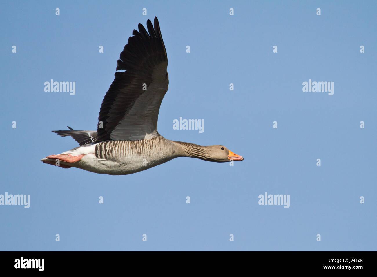 flight, wing, feathers, goose, flap, fly, flies, flys, flying, flight ...