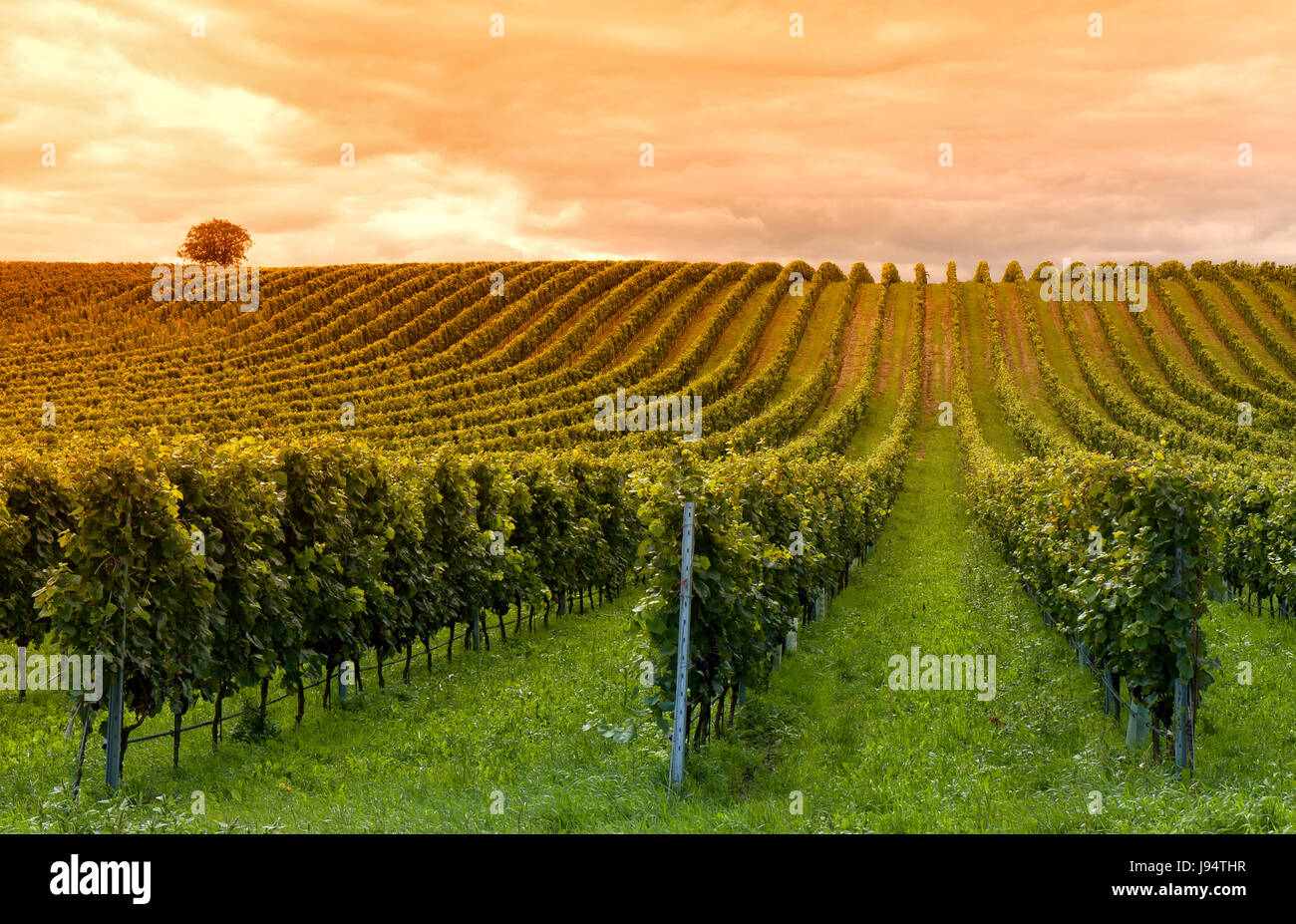 agriculture, farming, sunlight, vineyard, viticulture, wineyard ...