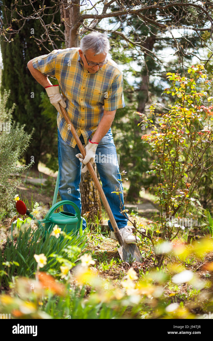 Senior man is hoeing the garden Stock Photo - Alamy