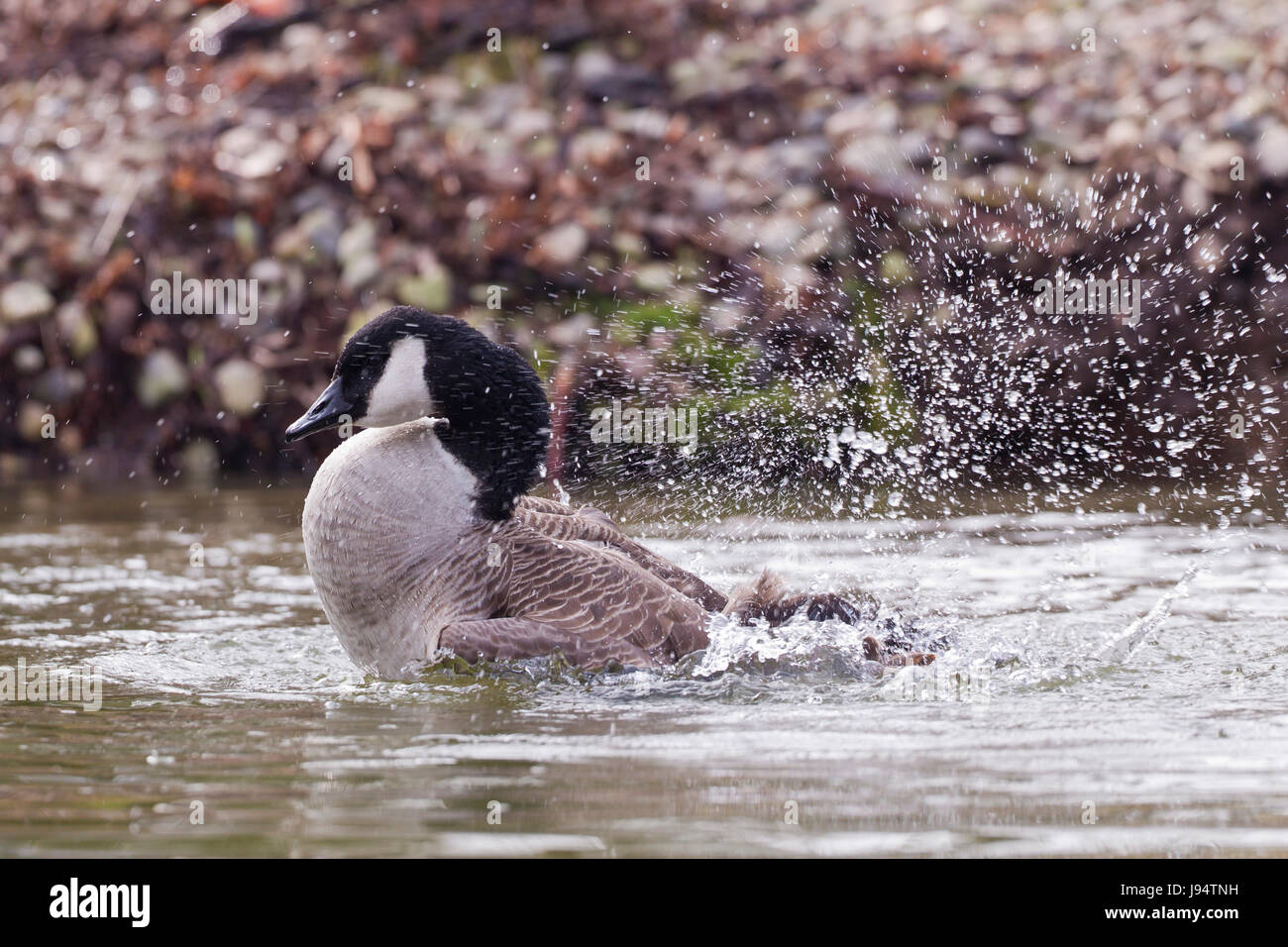 animal, horizontal, goose, nature, animal, animals, black, swarthy ...