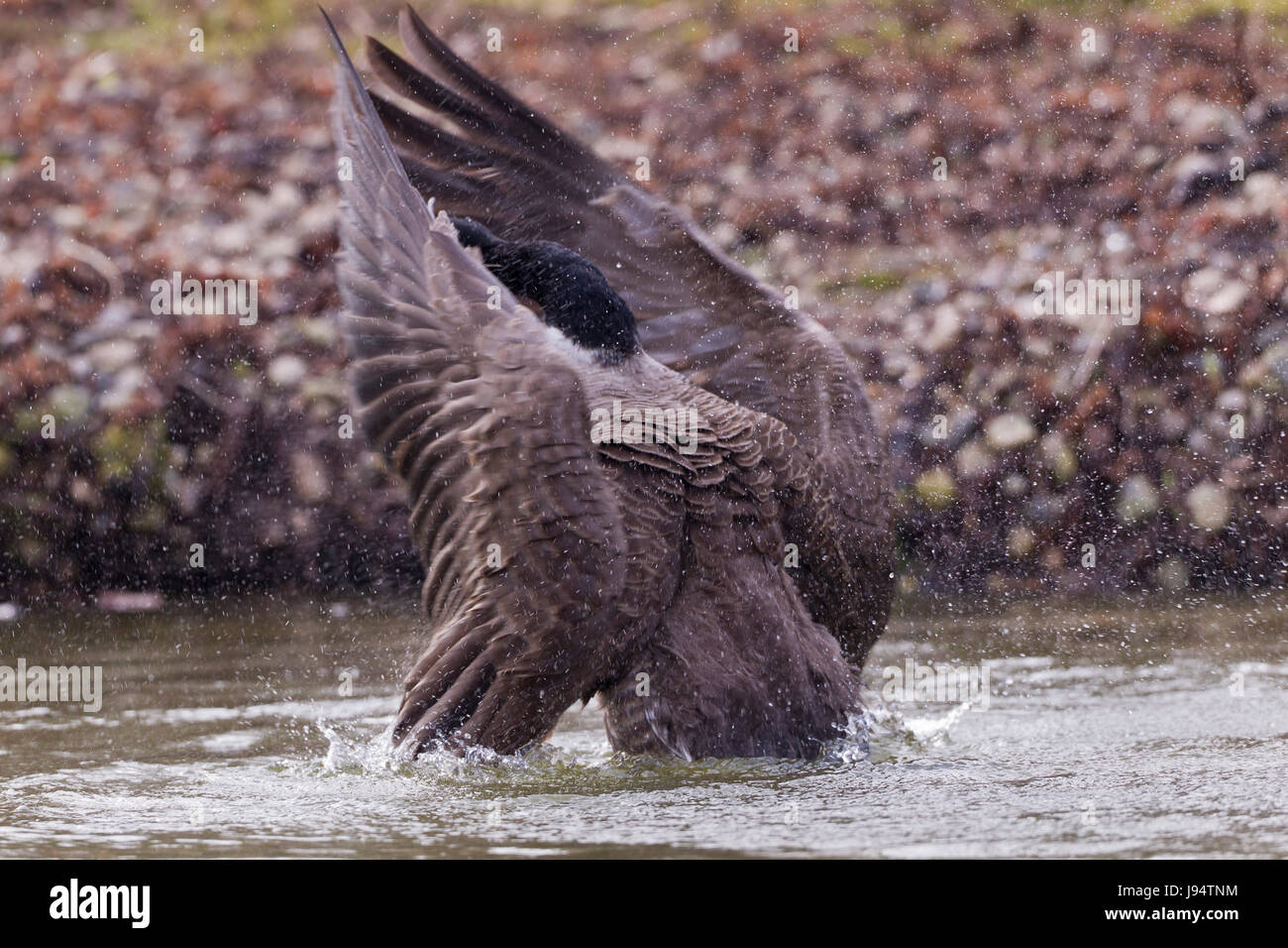 German goose step hi-res stock photography and images - Alamy