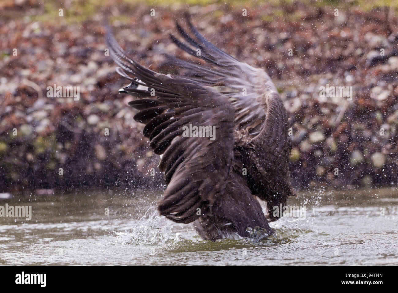 animal, horizontal, goose, nature, animal, animals, black, swarthy ...
