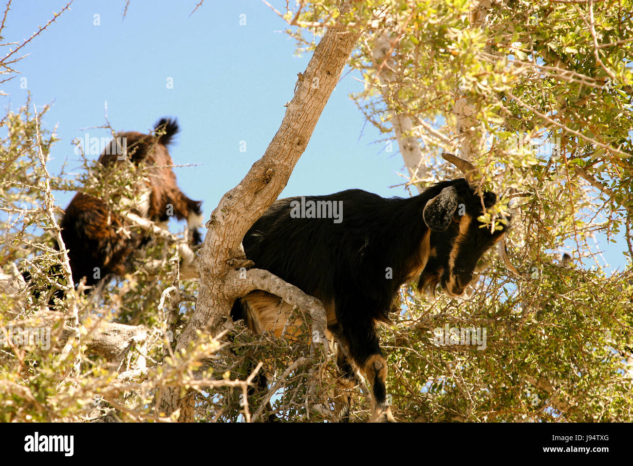 food, aliment, leaf, tree, animal, mammal, africa, animals, agriculture ...
