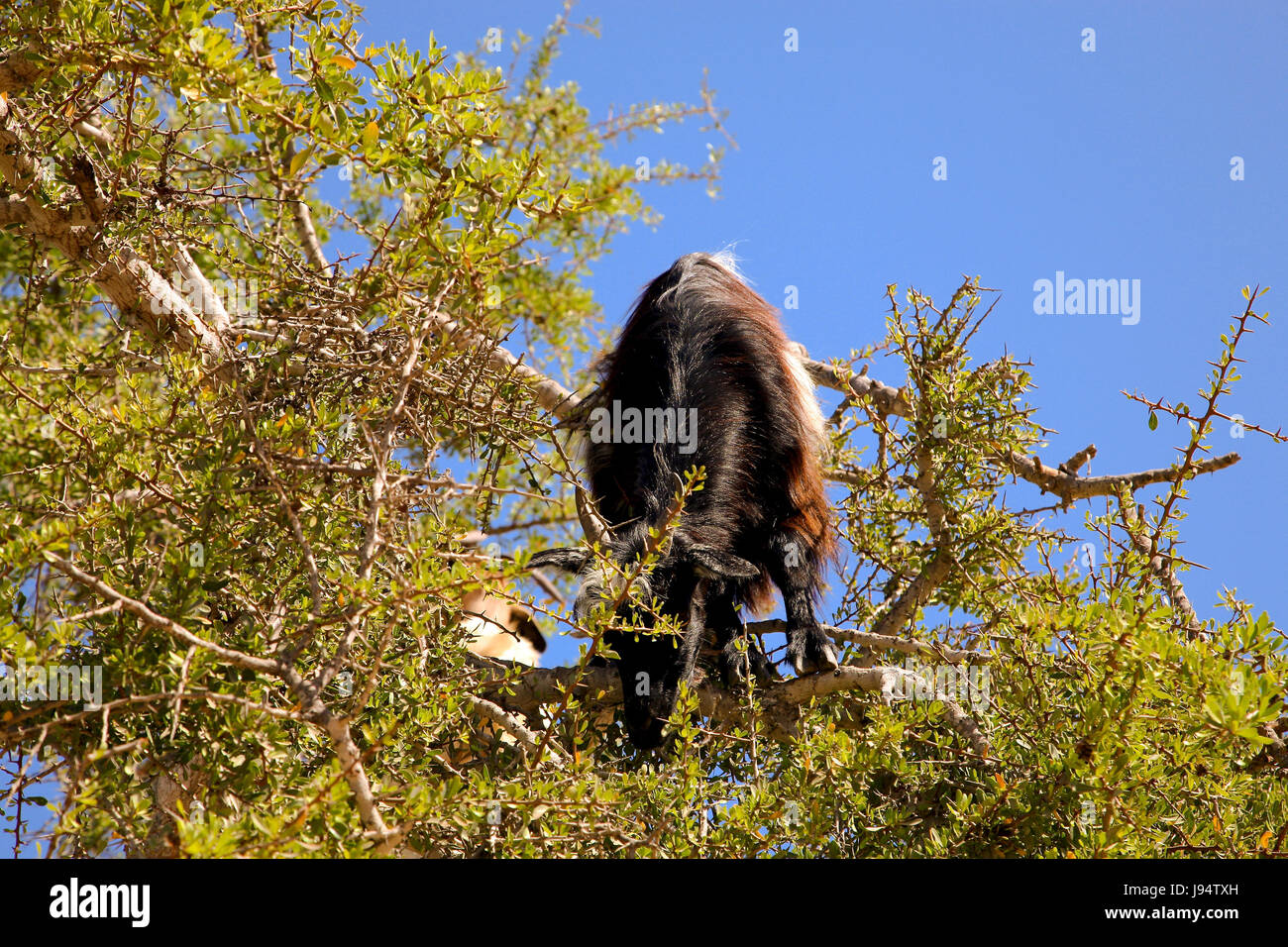 food, aliment, leaf, tree, animal, mammal, africa, animals, agriculture ...