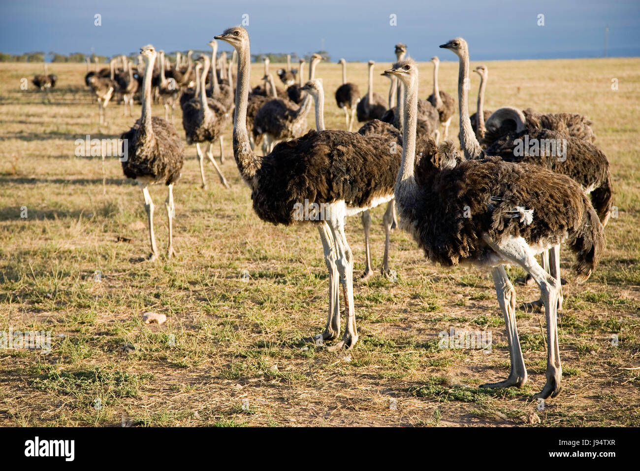 bird, wild, africa, birds, wildlife, African, farm, ostrich, funny ...