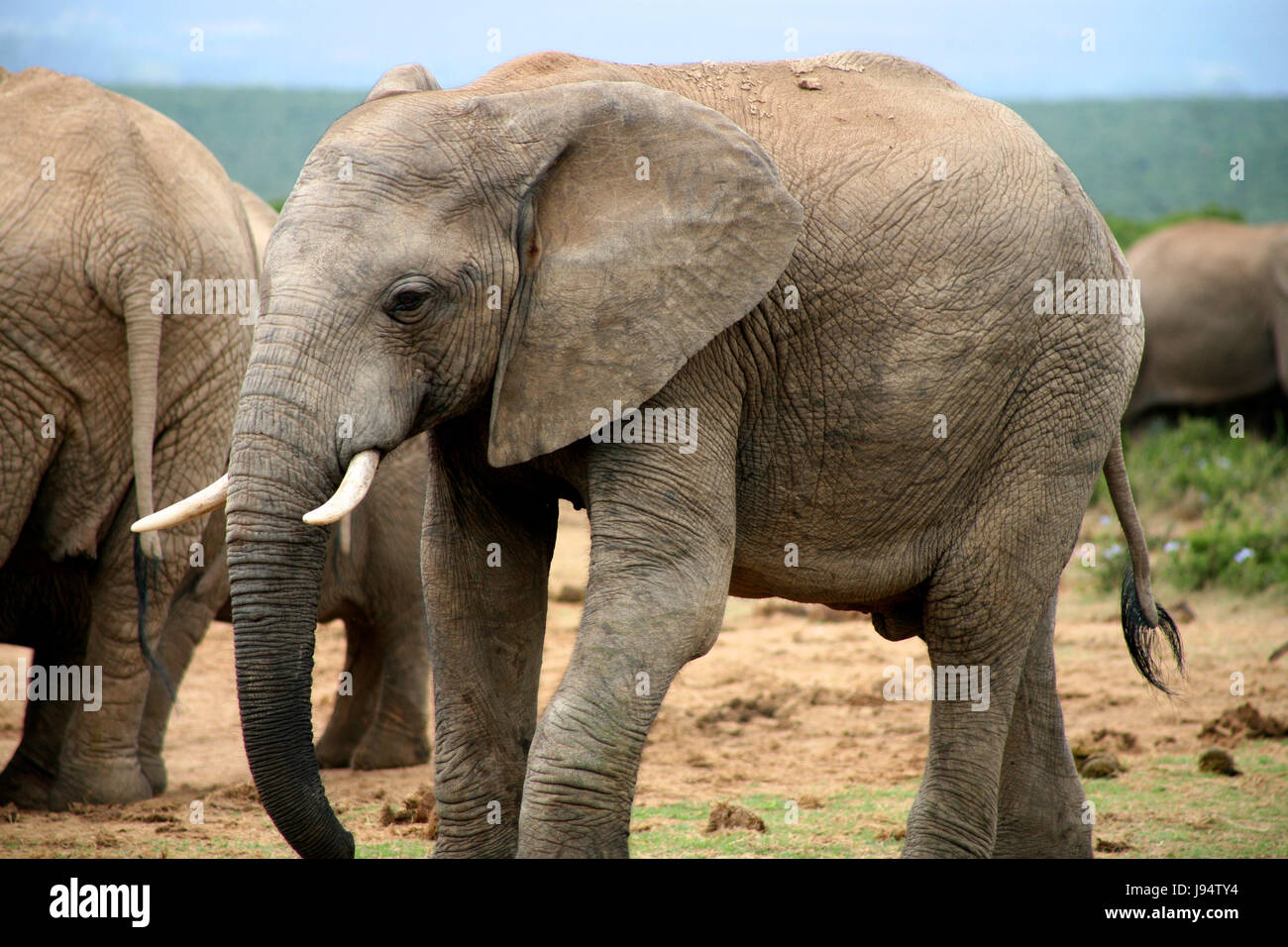 big, large, enormous, extreme, powerful, imposing, immense, relevant ...