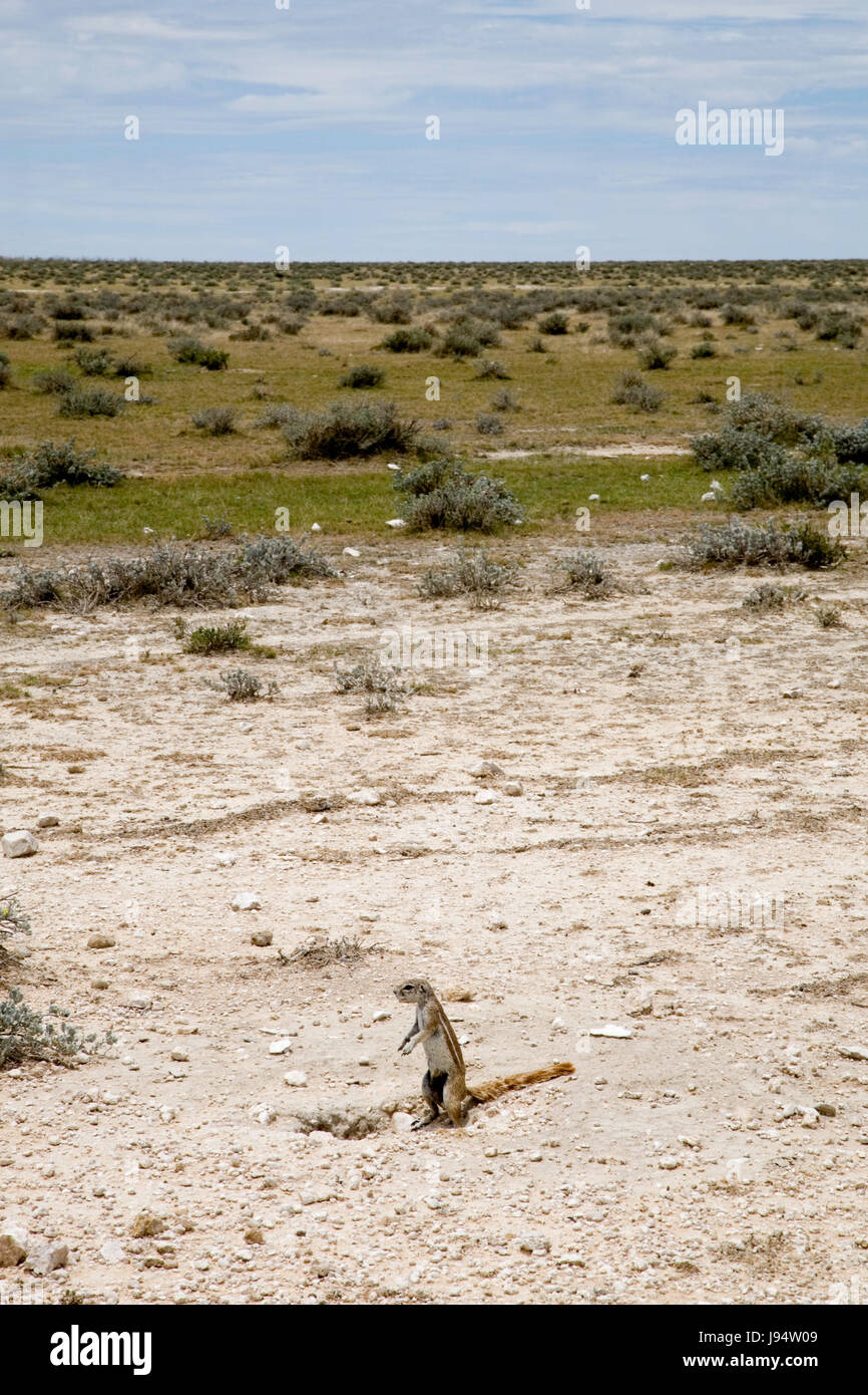 park, desert, wasteland, animal, mammal, ground, soil, earth, humus ...