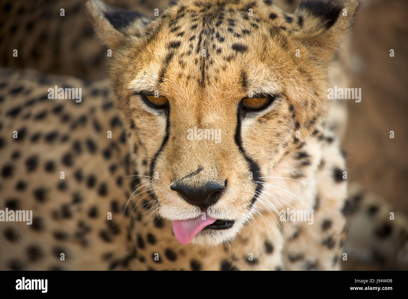 big, large, enormous, extreme, powerful, imposing, immense, relevant ...