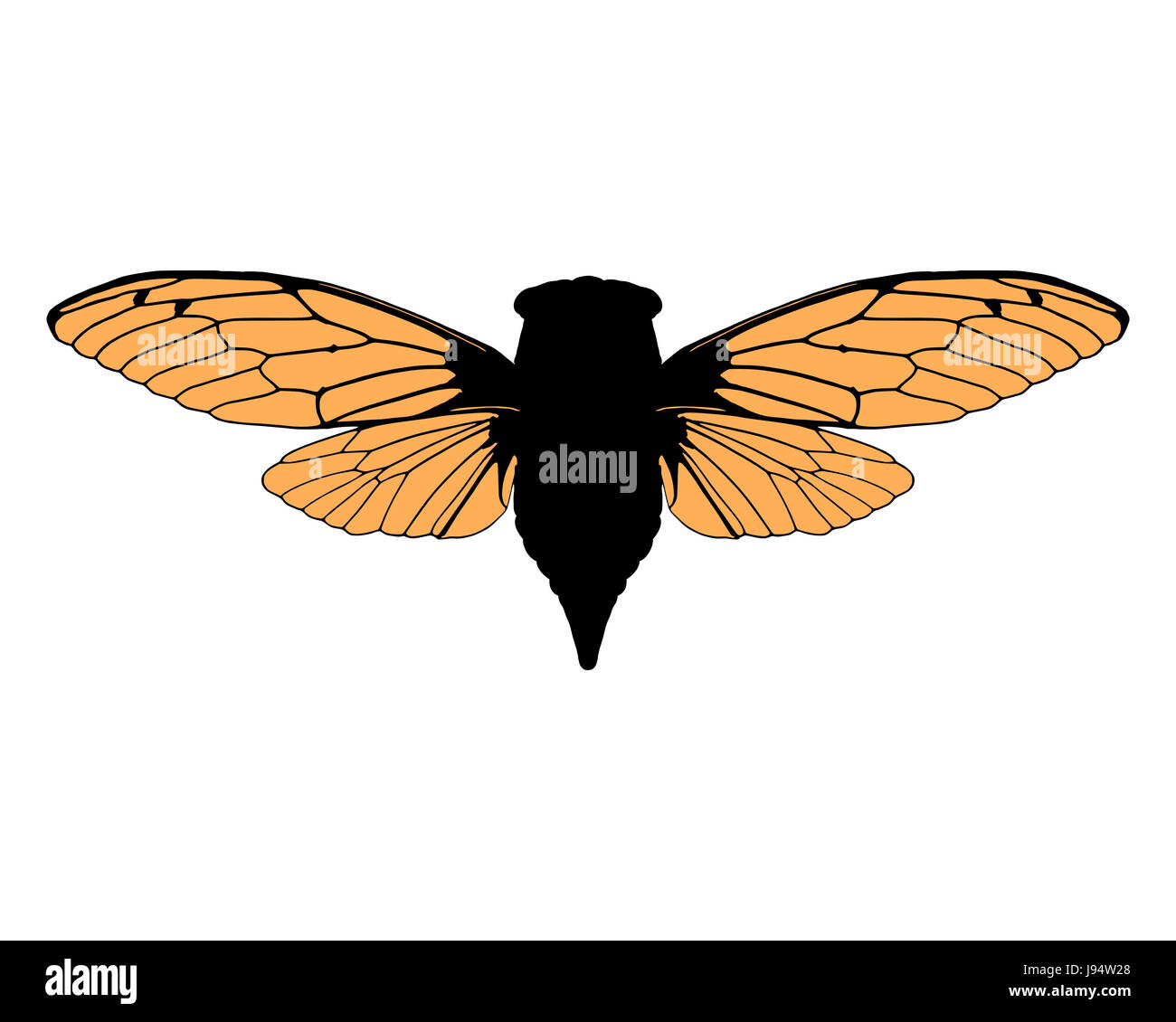 Cicada illustration hi-res stock photography and images - Alamy