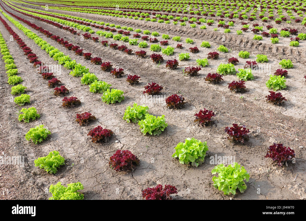 bucolic, plant, green, agriculture, farming, field, row, acre ...