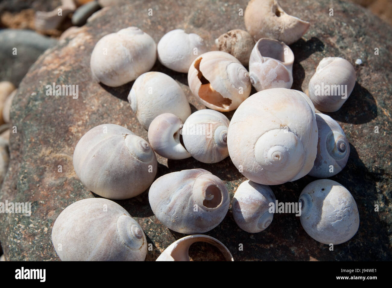 stone, beach, seaside, the beach, seashore, snail shell, shells ...