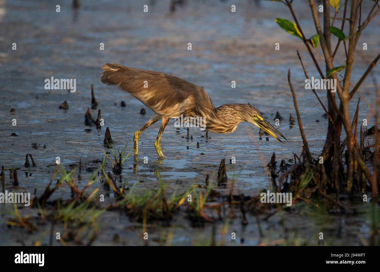 Indian Pond Heron (Paddy bird Stock Photo - Alamy