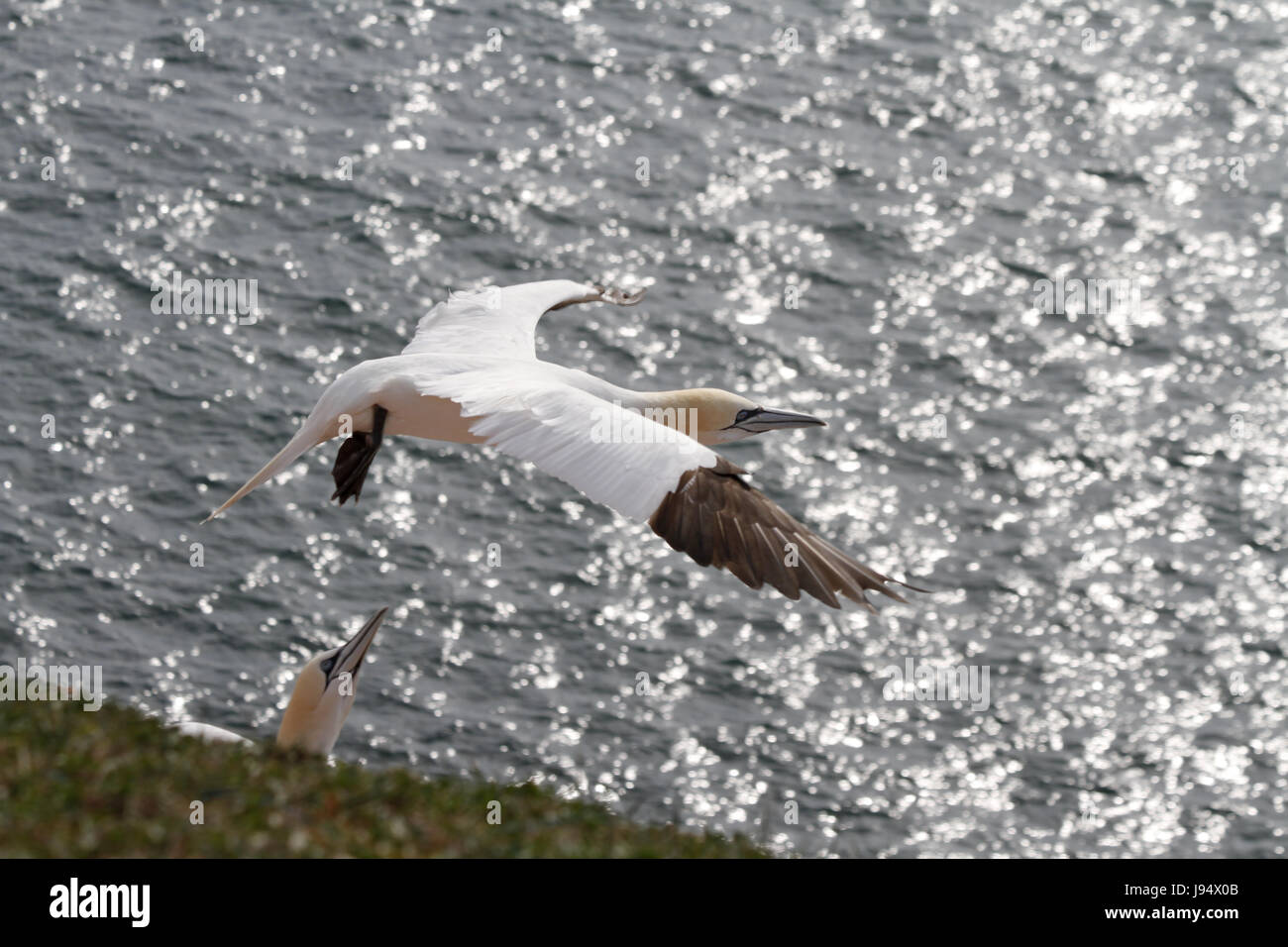 flight, bird, birds, hick, fly, flies, flys, flying, motion ...
