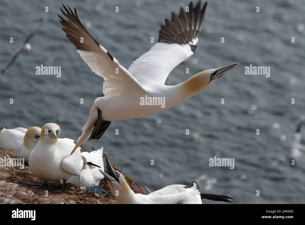 flight, bird, birds, hick, fly, flies, flys, flying, motion ...